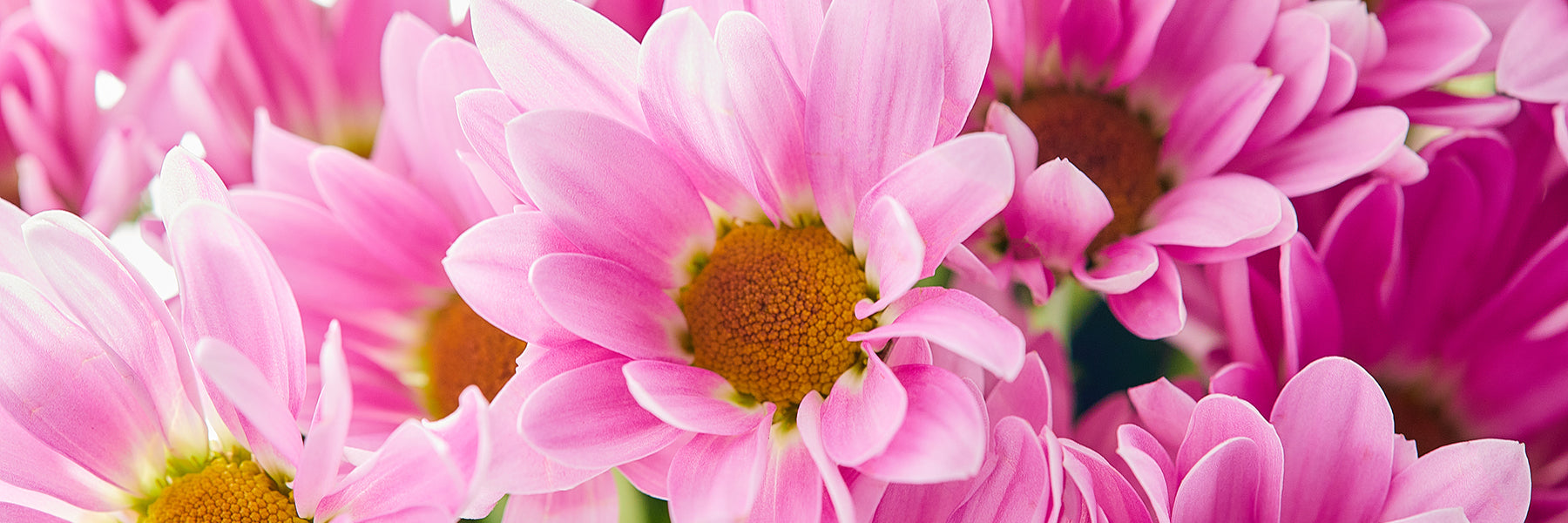 Spring Flower Delivery | Harris Teeter